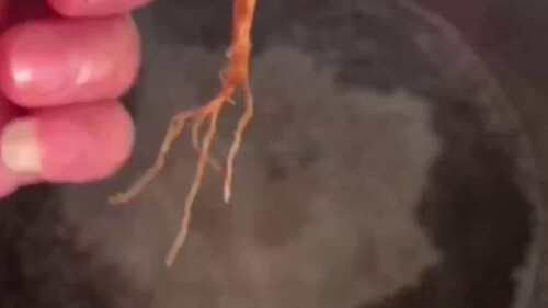 用一根人参须煮面条,到底是抠门还是不抠门?