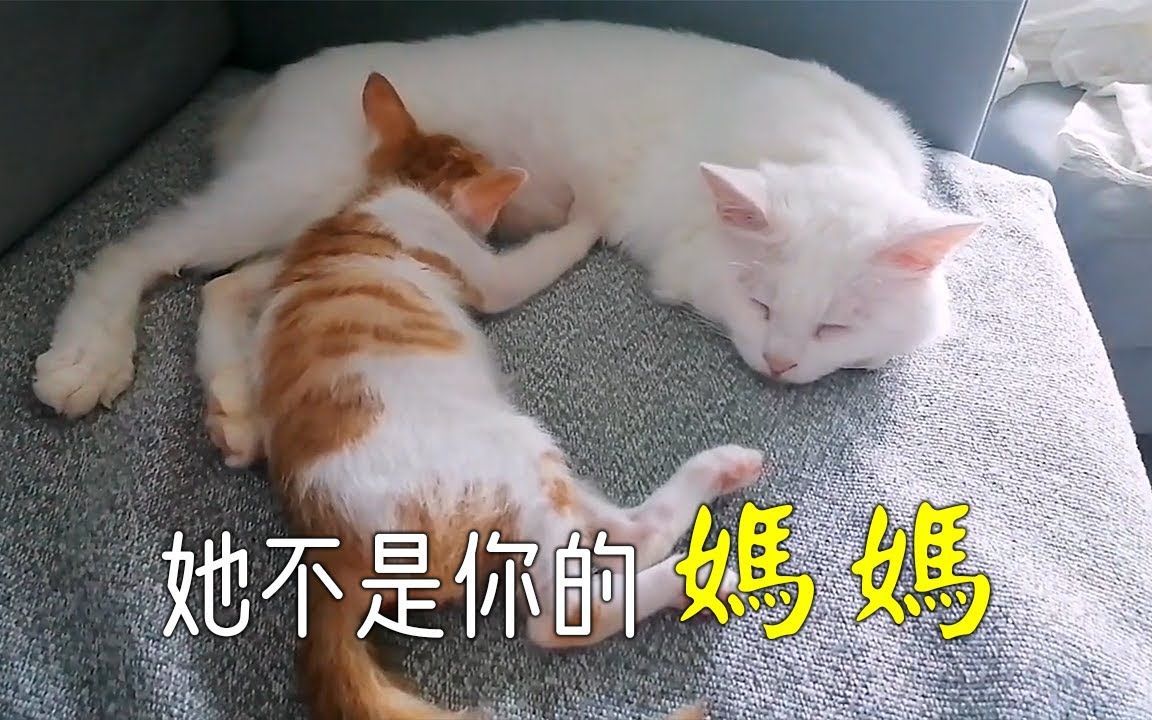 花了很长时间,终于把一只小流浪猫带回家!没想到它把家里的猫当妈妈...
