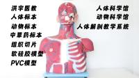 医学人体软硅胶模型产品展示,洪宇医教人体标本模型生产厂家