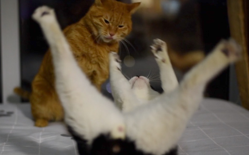 慢动作回放猫是怎么打架的