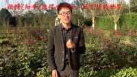 景观植物的应用——灌木之美