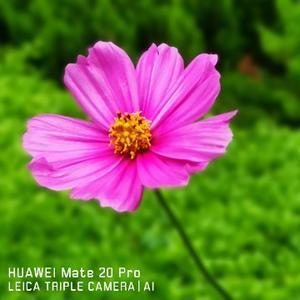 杨丫丫生活日记