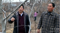 教大家核桃树的修剪、防虫、结果的管理方法!