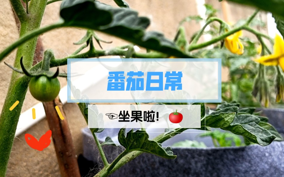 番茄日常3–从种子到开花结果的种植过程和体验。坐果啦!
