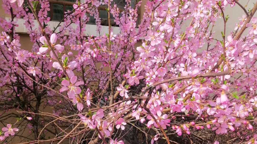 朵朵花开淡墨痕。不要人夸好颜色,只留清气满乾坤!朵朵花开淡墨痕。...