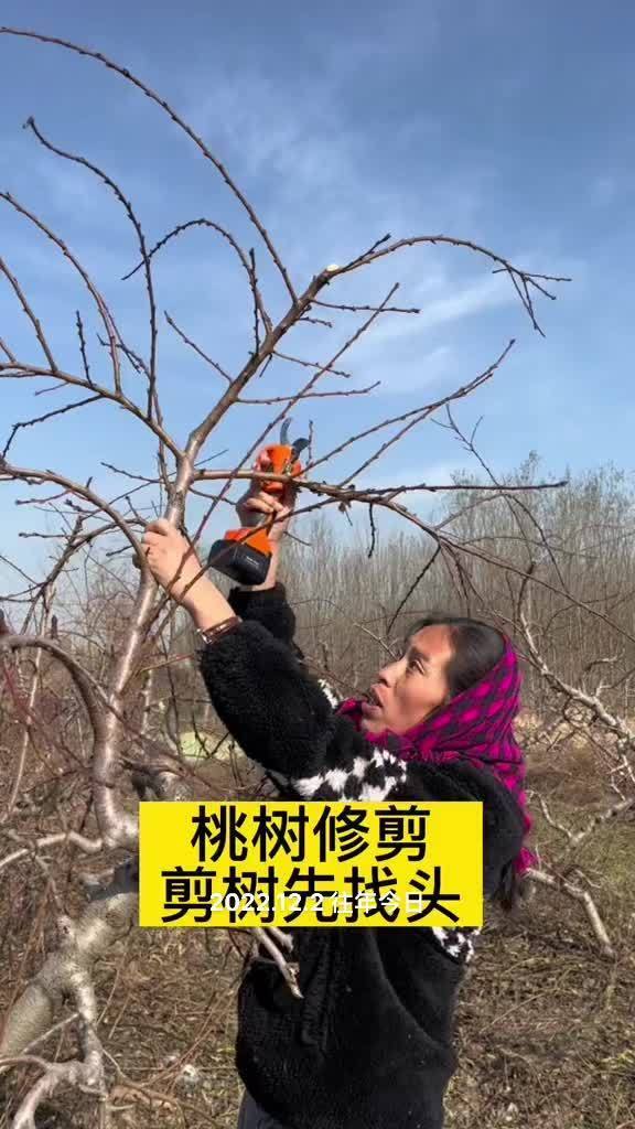 每天分享种植农业小知识 果树管理技术