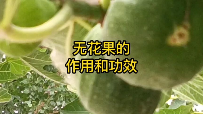 无花果的作用和功效
