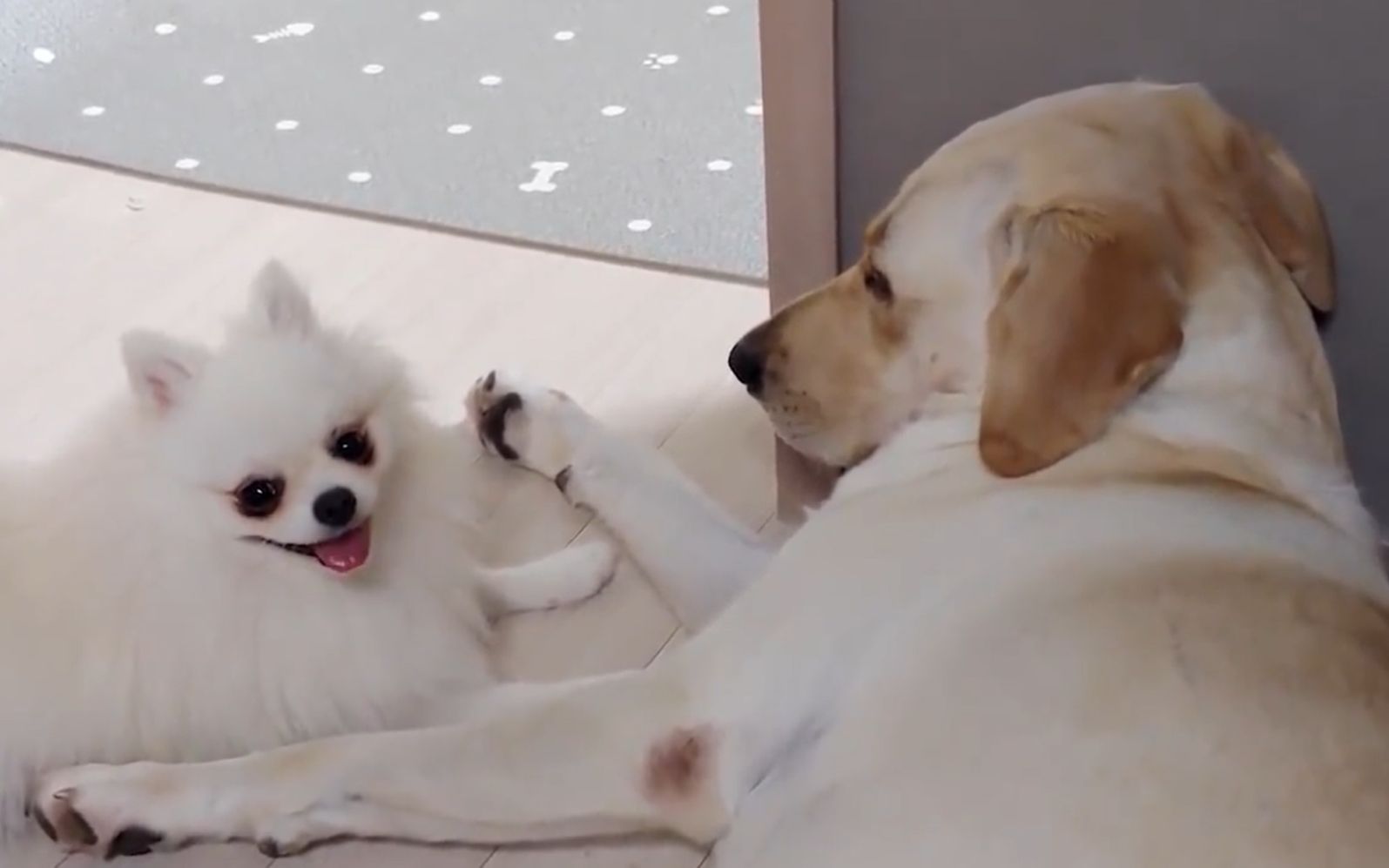 超有爱!大狗狗只想把小博美宠坏,每一幕都让你想养狗!