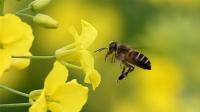 蜜蜂采了有毒的花, 人们吃了蜂蜜是不是会中毒? 答案来