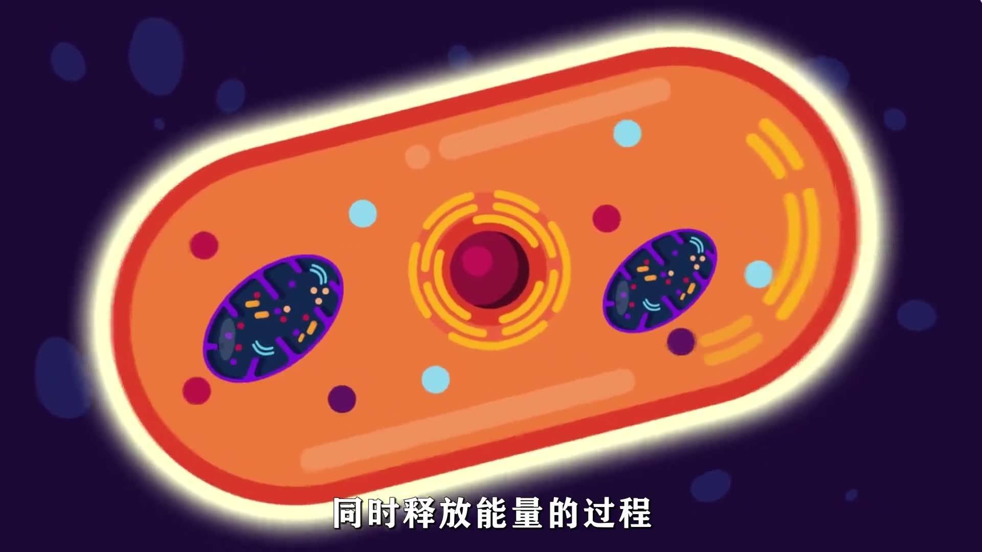 有氧呼吸与无氧呼吸 #细胞呼吸