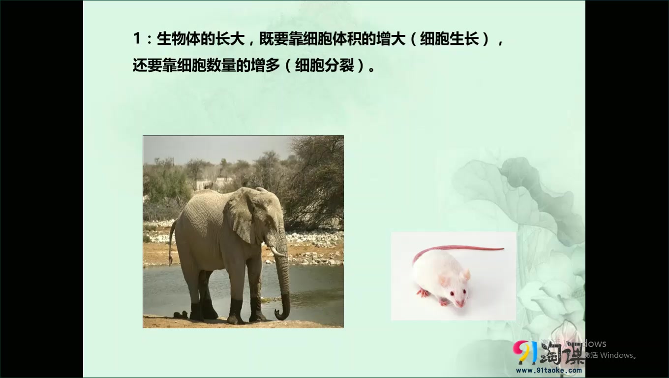 高中生物课堂记录—细胞增殖(只需一本课本带你轻松学生物)