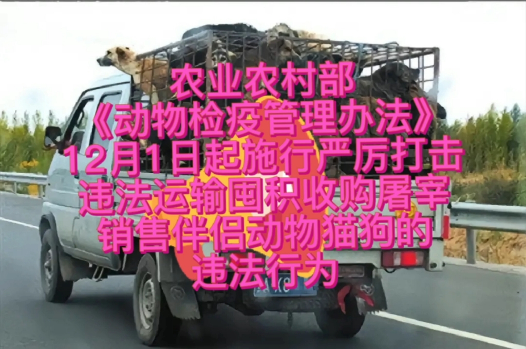 农业农村部管理办法规定从12月1日起不得运输囤积销售猫狗伴侣了有...
