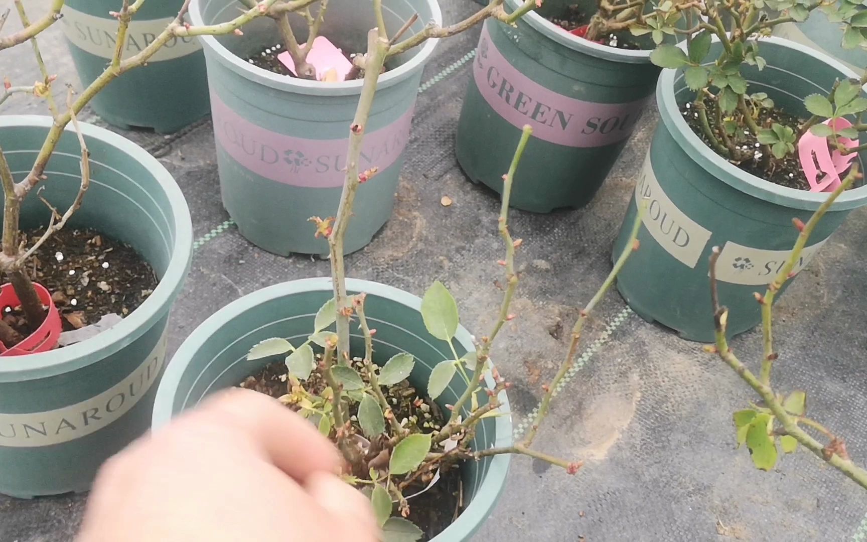 不能重剪的月季,除了伊芙系列,还有长势慢的品种