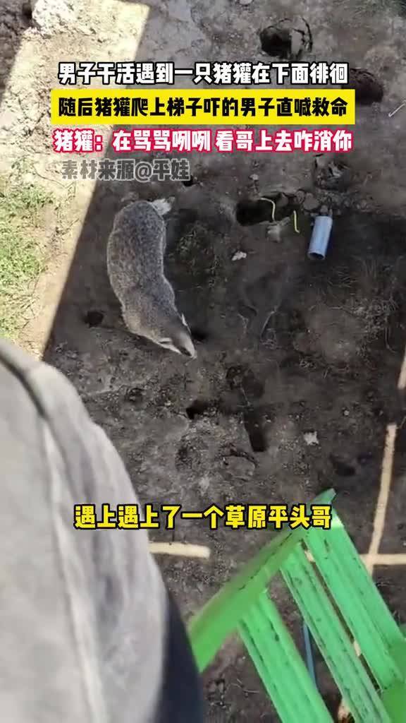 男子干活遇到一只猪獾在下面徘徊,随后爬上梯子男子直喊救命
