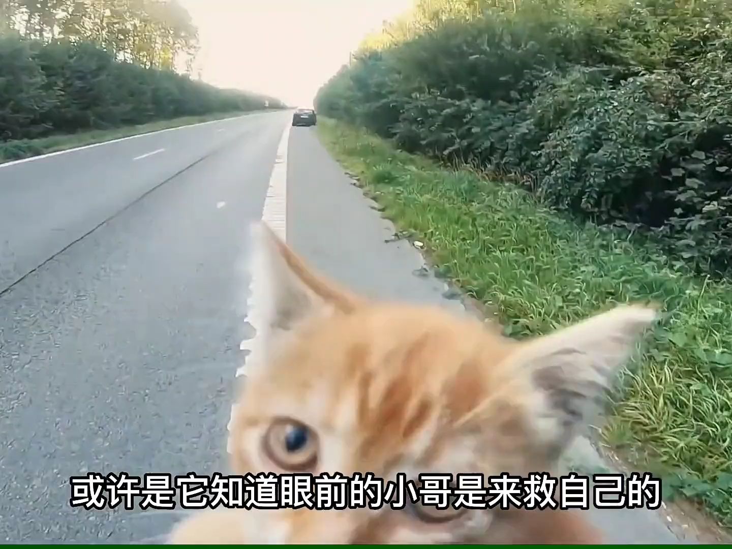 高速路上的猫咪#善待动物关爱生命