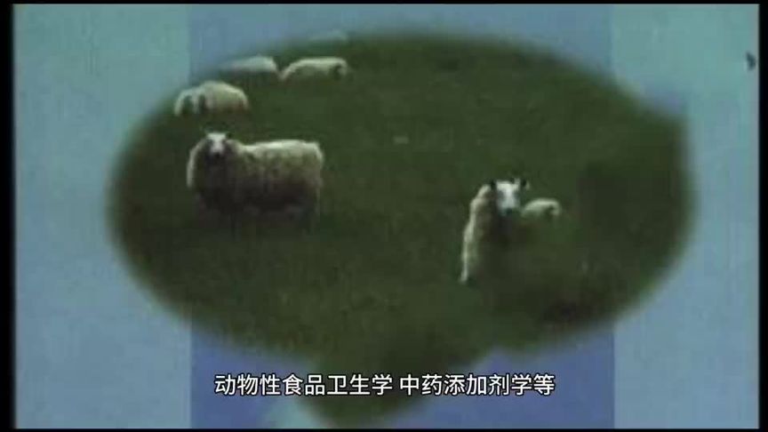 农学–畜牧兽医学 畜牧兽医专业具有良好的发展前景和就业前途