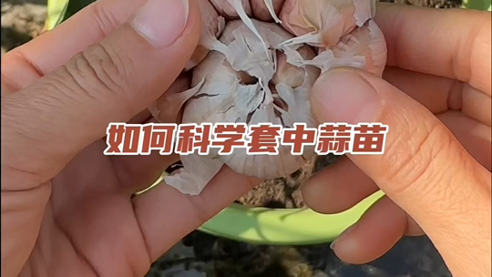 如何科学地在果树旁套种大蒜?