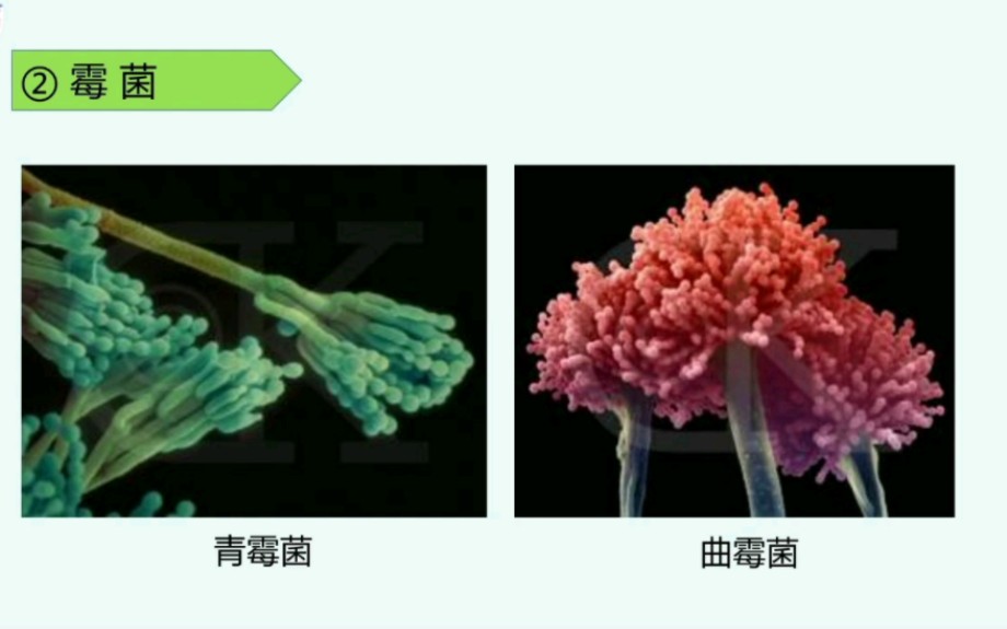 北师大版 八年级上册 第18章 第1节 微生物在生物圈中的作用(第2课时 ...