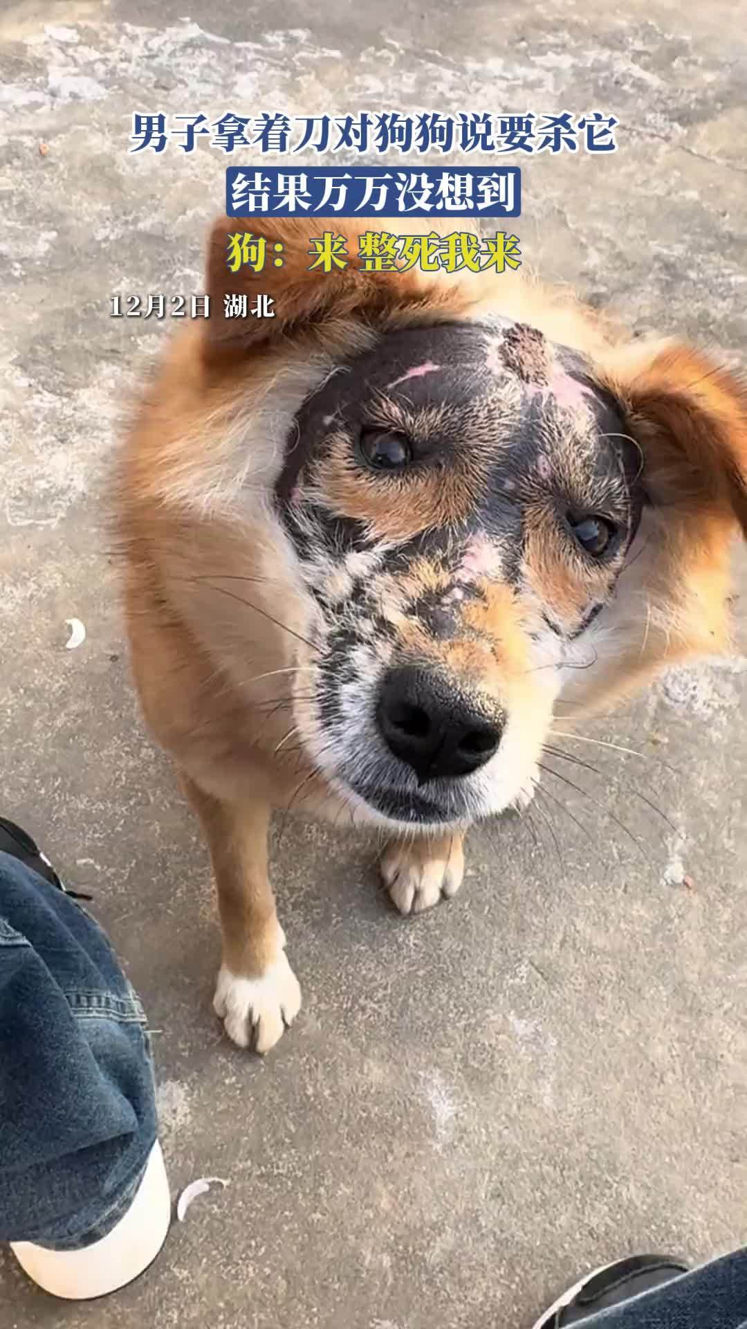 男子拿着刀对狗狗说要杀它,结果万万没想到,狗:来,整死我来