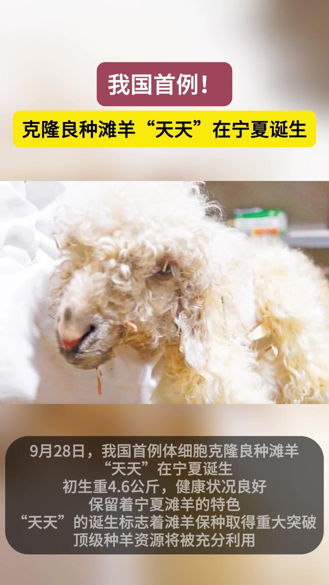 ...的诞生标志着滩羊保种取得重大突破,顶级种羊资源将被充分利用。...