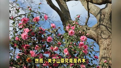 6012. 山茶:乔木与灌木之间的优雅舞者