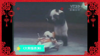 1983年首届春晚,大熊猫伟伟杂技表演