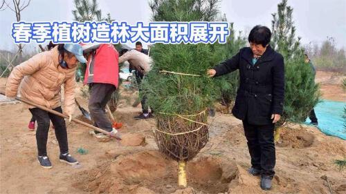 造林行动助力生态,绿色家园共筑梦