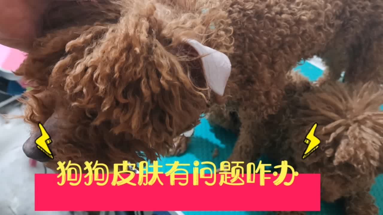 狗狗长皮肤病一拖再拖,现在毛都掉光了,这样的就不.