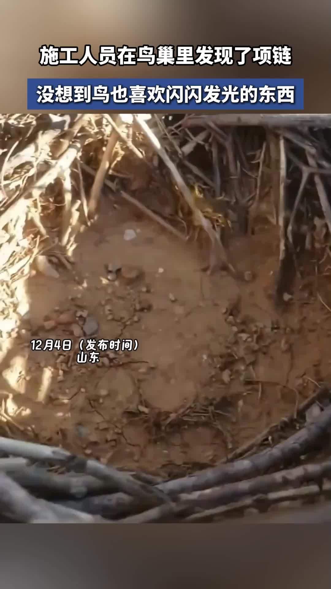 施工人员在鸟巢里发现了项链,没想到鸟也喜欢闪闪发光的东西
