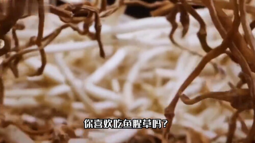 鱼腥草真含有“马兜铃酸”吗?有肾毒还可能致癌?还能吃吗