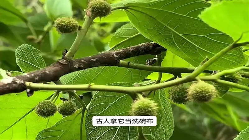 农村被成为恶木的构树,全身都是宝,你认识吗