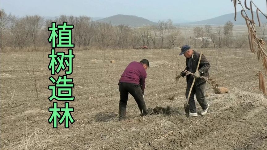 植树造林,各有分工,一会就完事!