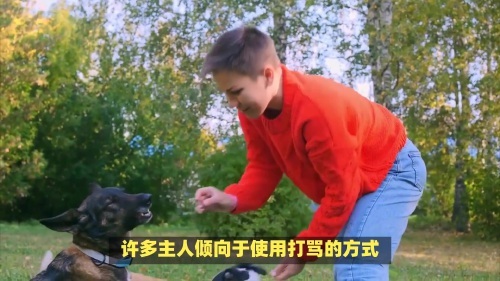 正向强化训练法:建立积极人宠互动模式的有效途径