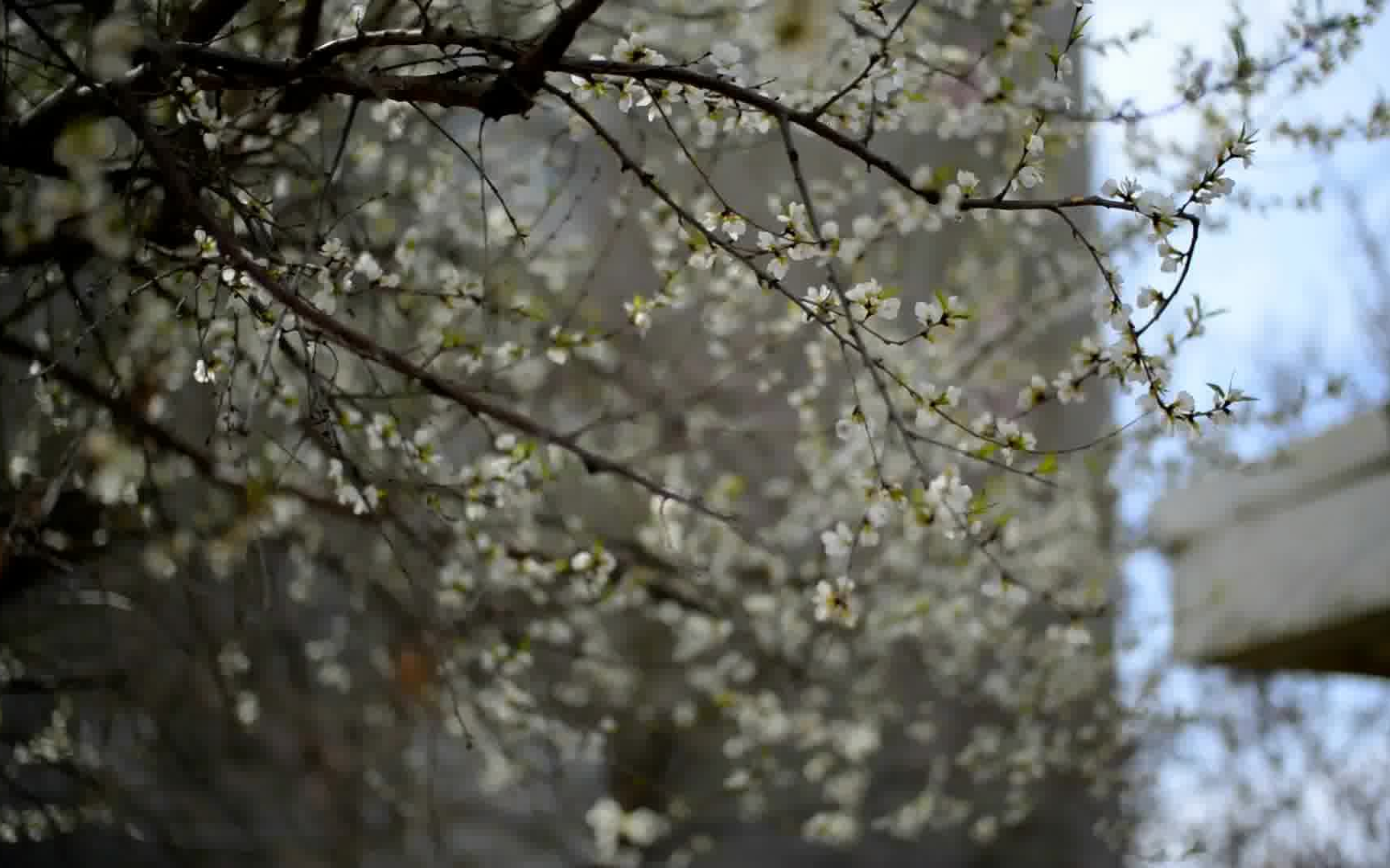 榆林家乡的街上春暖花开