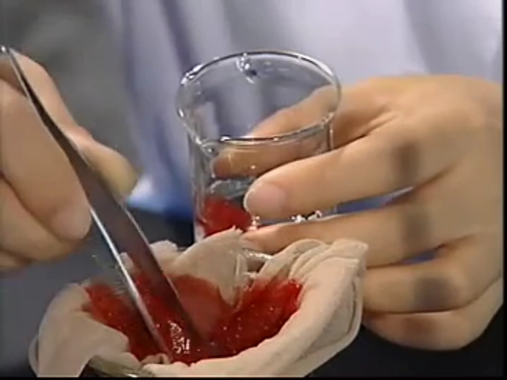 高中生物实验五—DNA的粗提取和鉴定