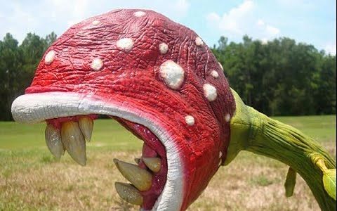 【盘点】世界10大奇异植物