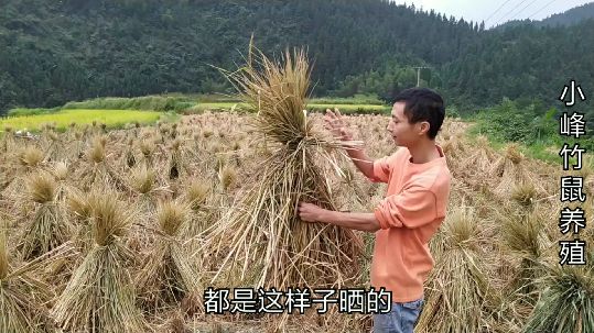 老家稻谷收割后稻草用处多!你们老家的稻草如何处理呢?