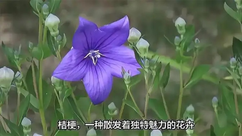 桔梗:素雅之韵与风水之宜