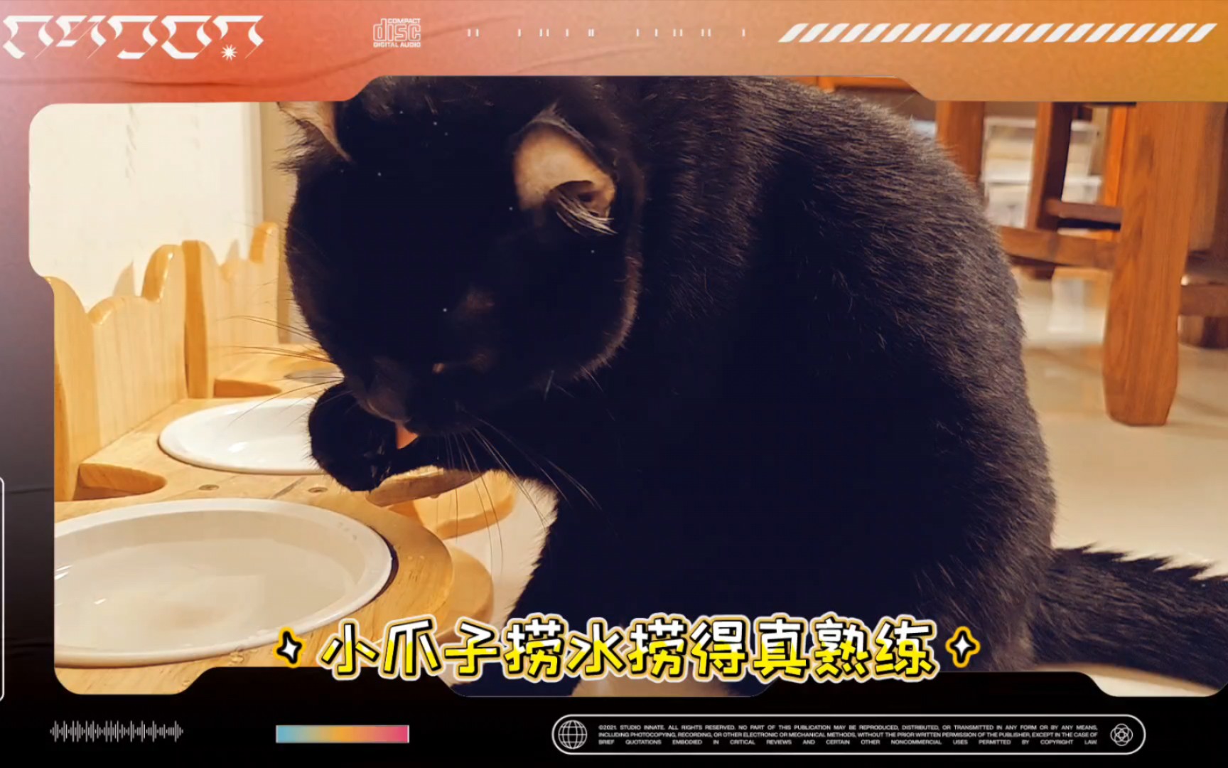 用爪子捞水喝的憨憨喵星人