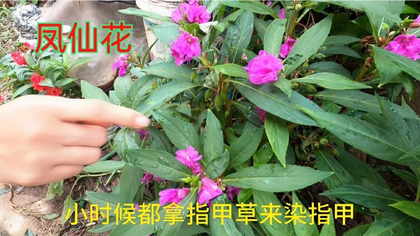 农村不起眼的凤仙花,原来还可以治疗灰指甲,一起来了解认识一下