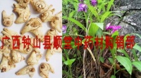 白芨的功效与作用|白芨价格走势_白及_白芨|中药白芨种子价格