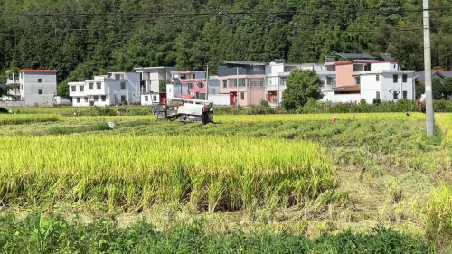 实拍江西农村收割水稻过程,八九亩的稻谷一下子就可以搞定