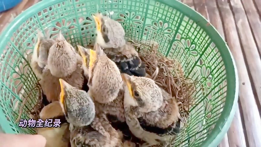 村里砍树掉下的小鸟,怎样做才能让它们回归自然呢?