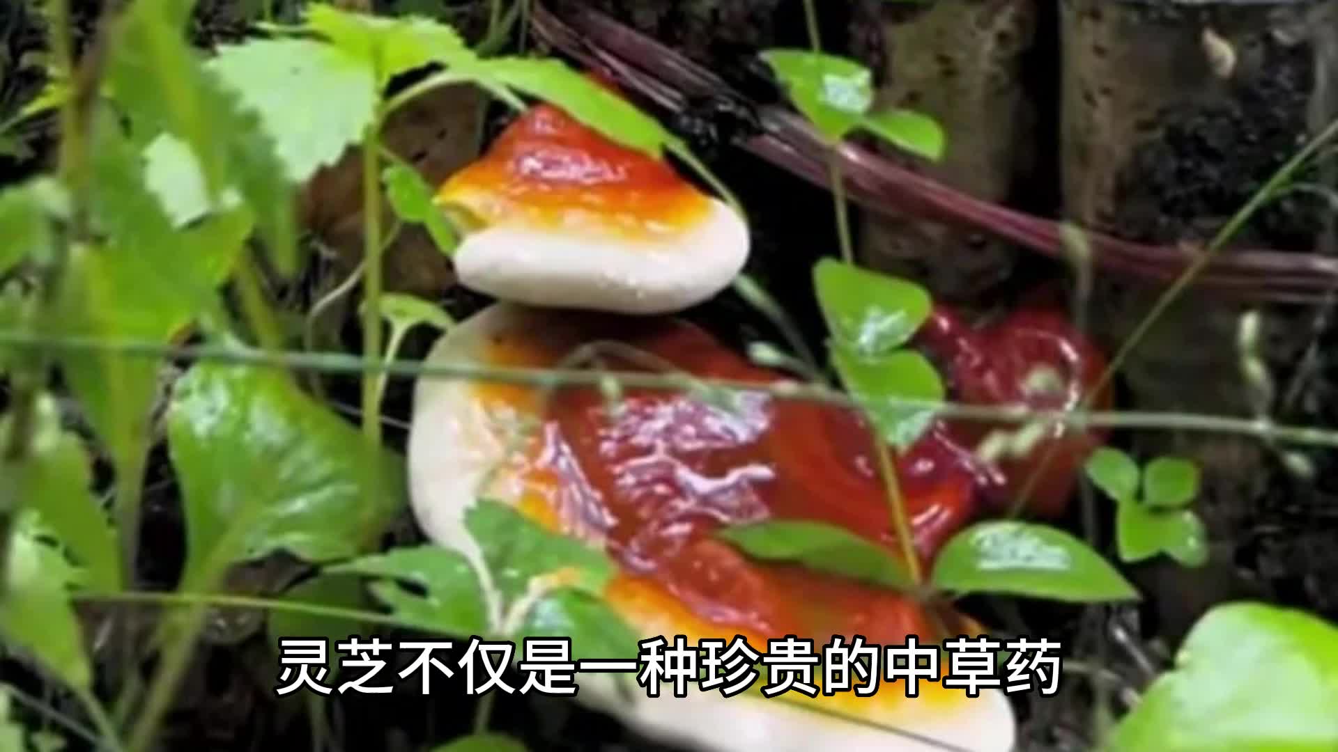 灵芝的功效与作用,大自然的珍贵宝藏