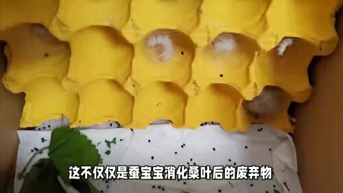 蚕宝便便变宝藏:“蚕”出新高度!