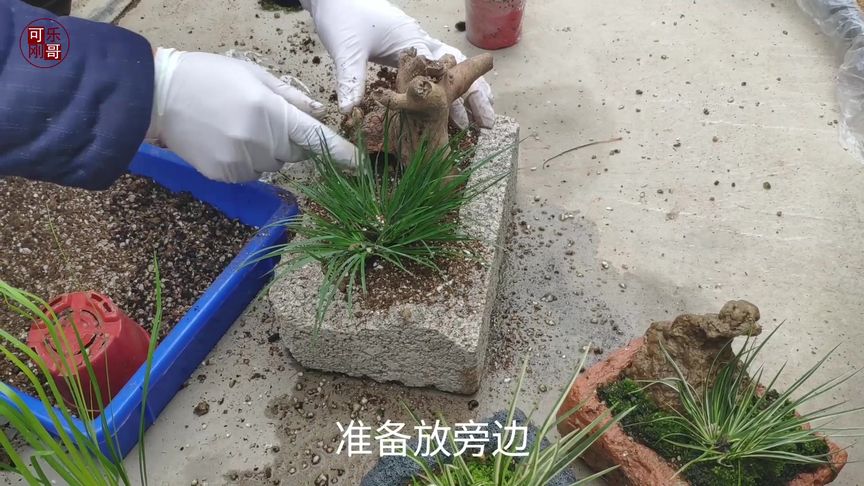 三块不同种类的烂砖头做的盆景,看看美不美?