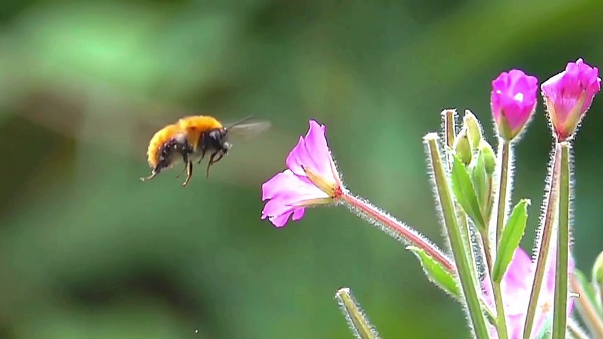 鲜花唯美视频素材集锦#鲜花素材合集
