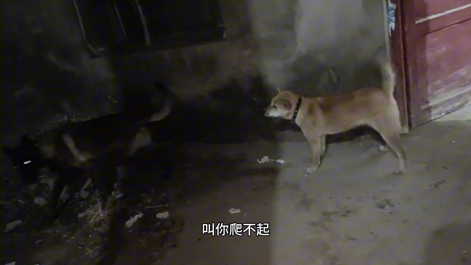 6个月的中华田园犬和马犬打架气势不能输