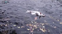 排放的污水中的化学成分对人体有害对环境同样有害