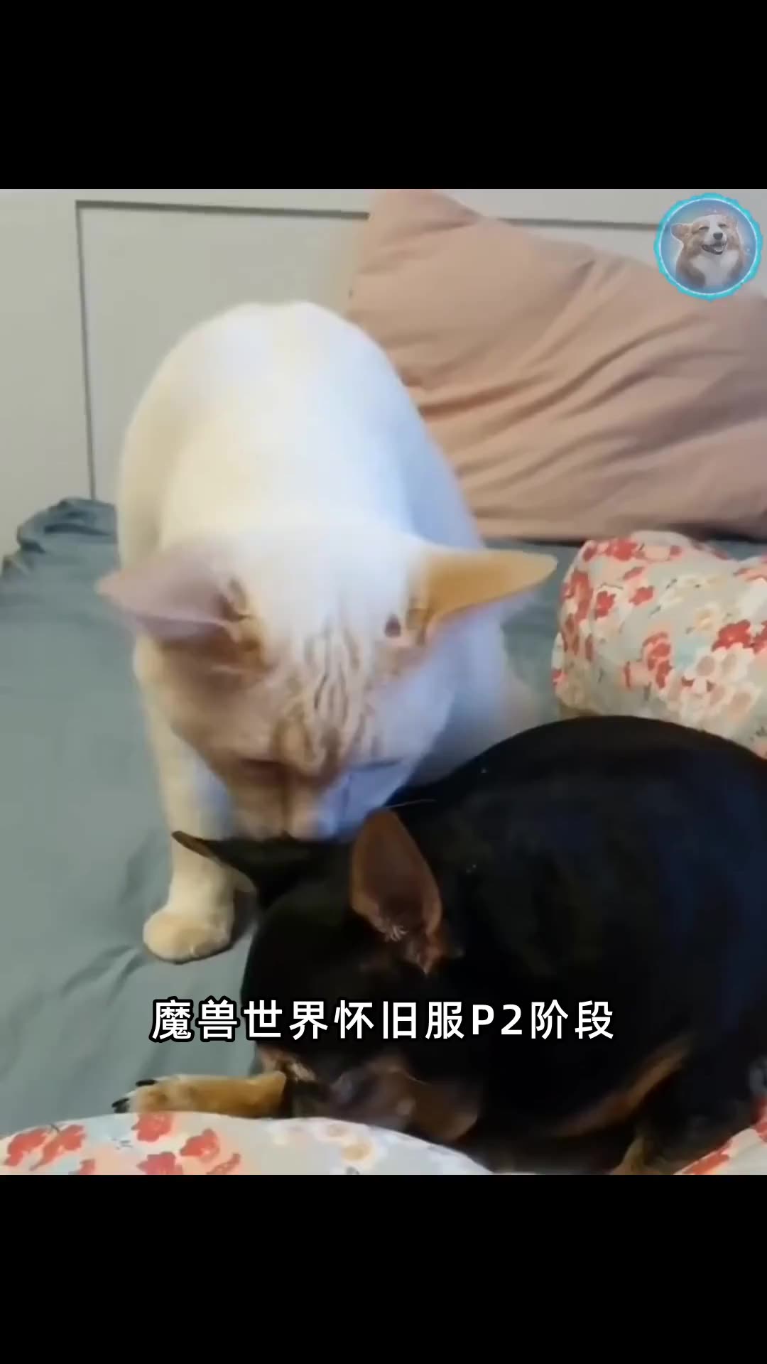 魔兽世界怀旧服:闲谈P2两个职业走向,猫德走向前台,邪DK会露馅